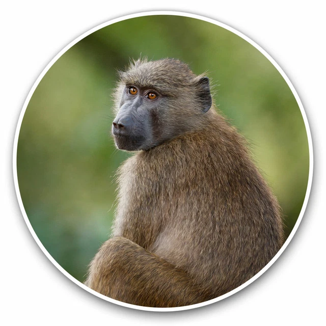 DOPASTICKER Wild Olive Baboon Monkey Ape Cool Gift Decorative Laptop ...