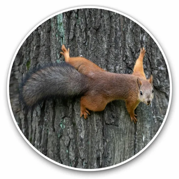 DOPASTICKER Wild Red Squirrel Wildlife Nature Forest Cool Gift, Phone ...