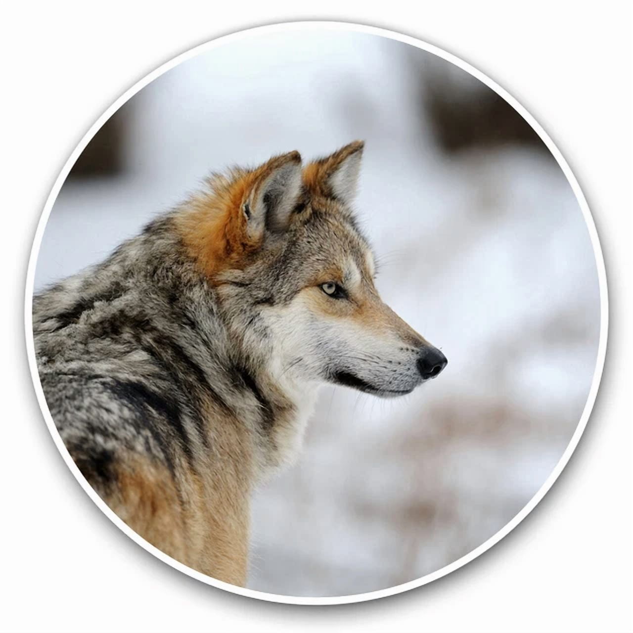 DOPASTICKER Wild Snow Wolves Wolf Pack Winter Cool Gift Decorative ...