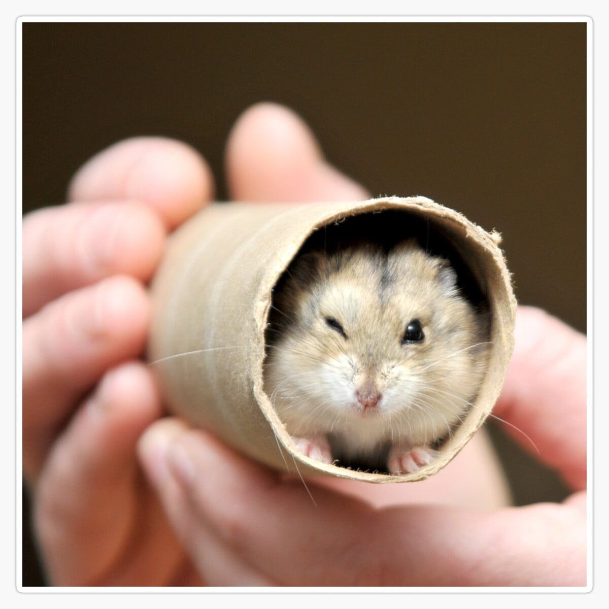 DOPASTICKER Winking Hamster Sticker, Phone Sticker Car Stickers ...