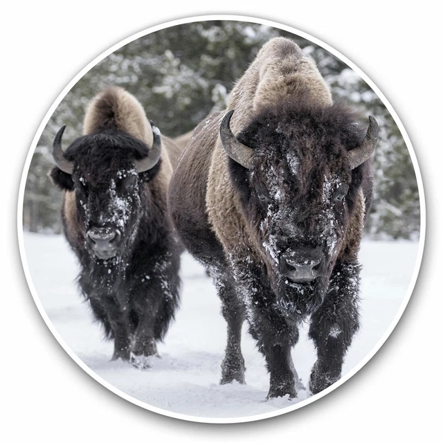 DOPASTICKER Winter American Bison Herd Cool Gift Decorative Laptop ...