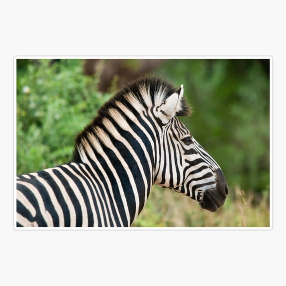 DOPASTICKER Zebra Sticker, Phone Sticker Water Bottle Stickers Car ...