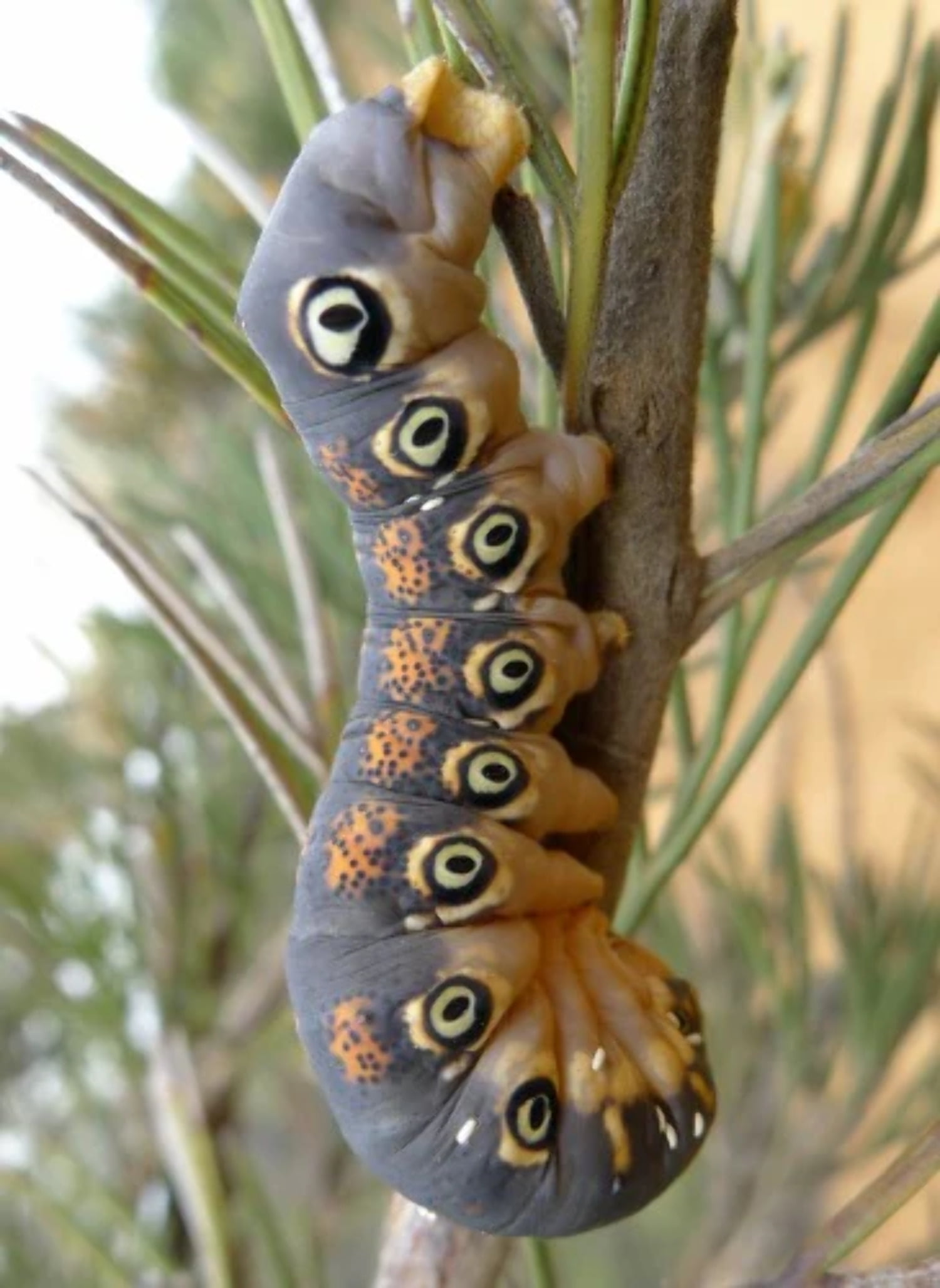 DRYANDRA MOTH CATERPILLAR GLOSSY POSTER PICTURE PHOTO PRINT BANNER ...