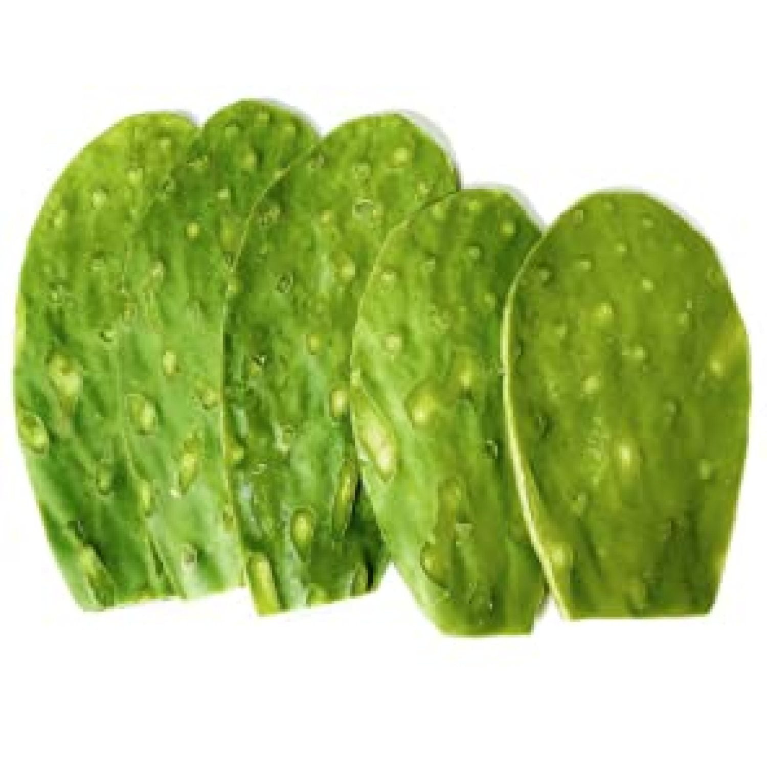 DSSF Fresh Cactus Nopales Paddle_2 lbs. - Walmart.com