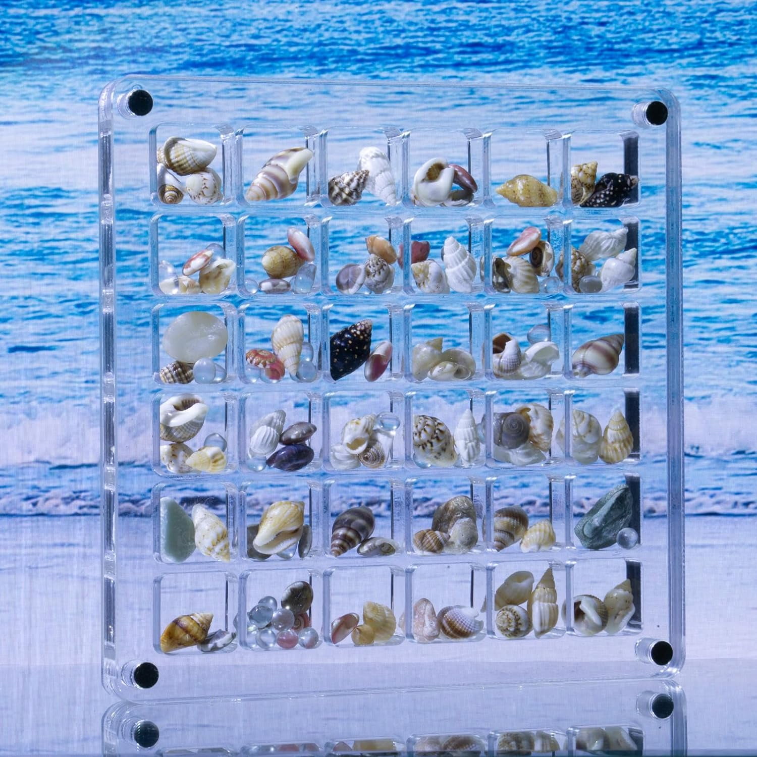 DTOWER Acrylic Magnetic Seashell Display Box, Magnetic Seashell Display ...