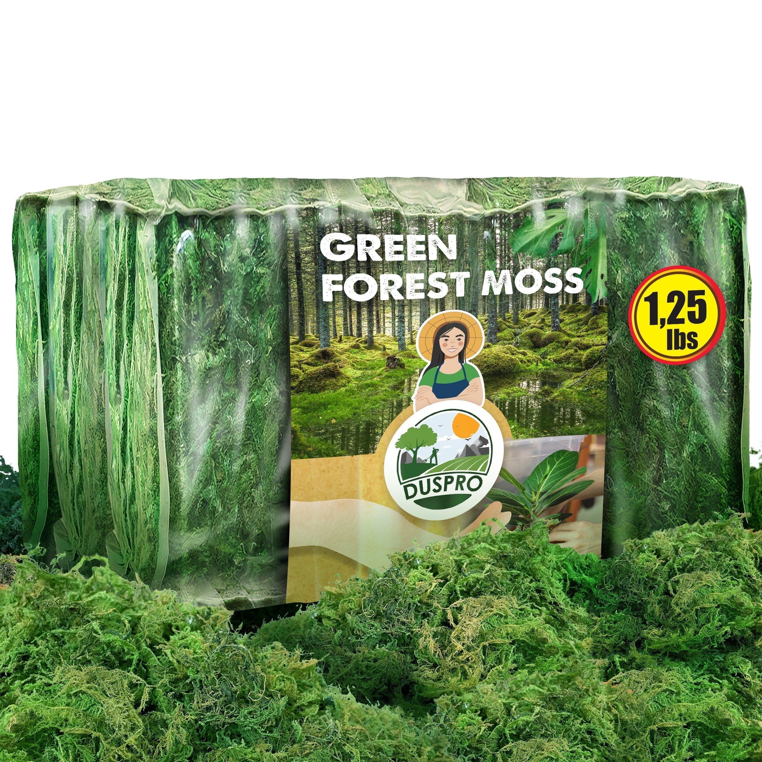 DUSPRO Green Moss for Crafts Decorative Moss Filler for Planters Moss ...