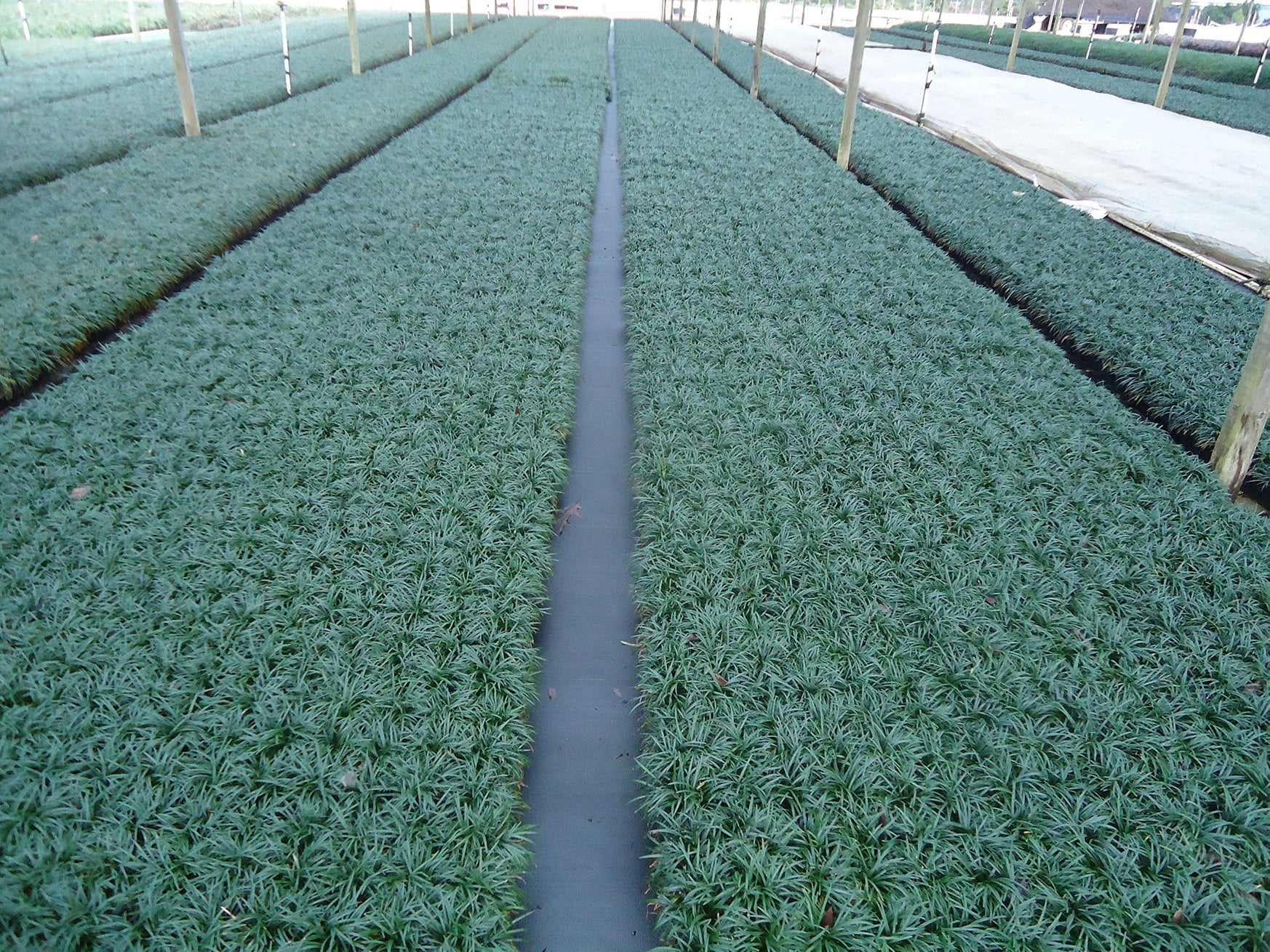 DWARF MONDO GRASS 50 PIPS - Walmart.com
