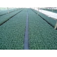 DWARF MONDO GRASS 50 PIPS - Walmart.com