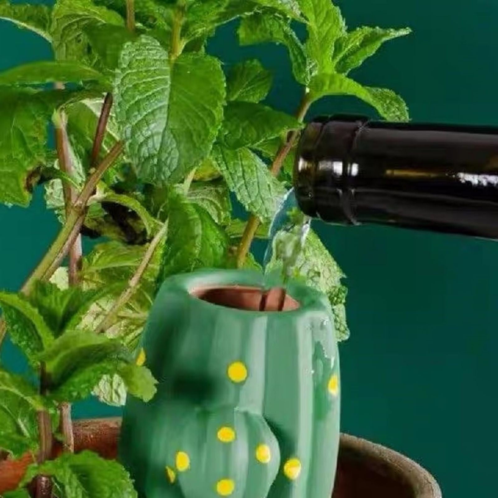 DYWADE Home Tools Self Watering Cactus 2024 New Cactus Self Watering ...