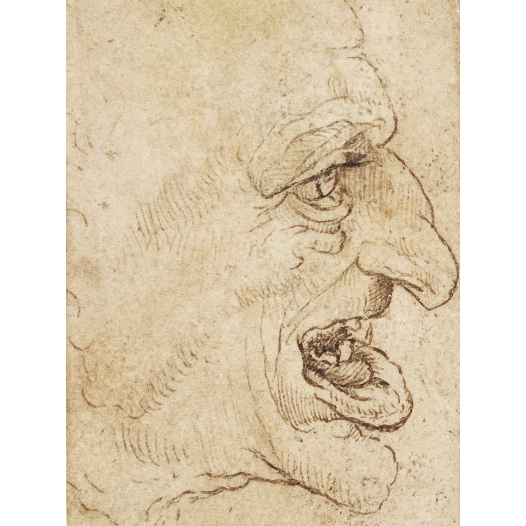 Da Vinci Head Grotesque Man Profile Right Drawing Extra Large XL Wall ...