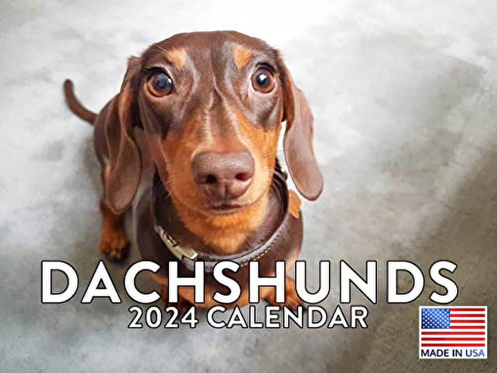 Dachshund Calendar 2024 Monthly Wall Calender 12 Month - Walmart.com