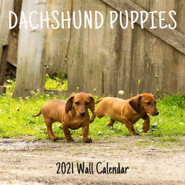 Dachshund Puppies 2021 Wall Calendar : Dachshund Puppies Calendar 2021 ...