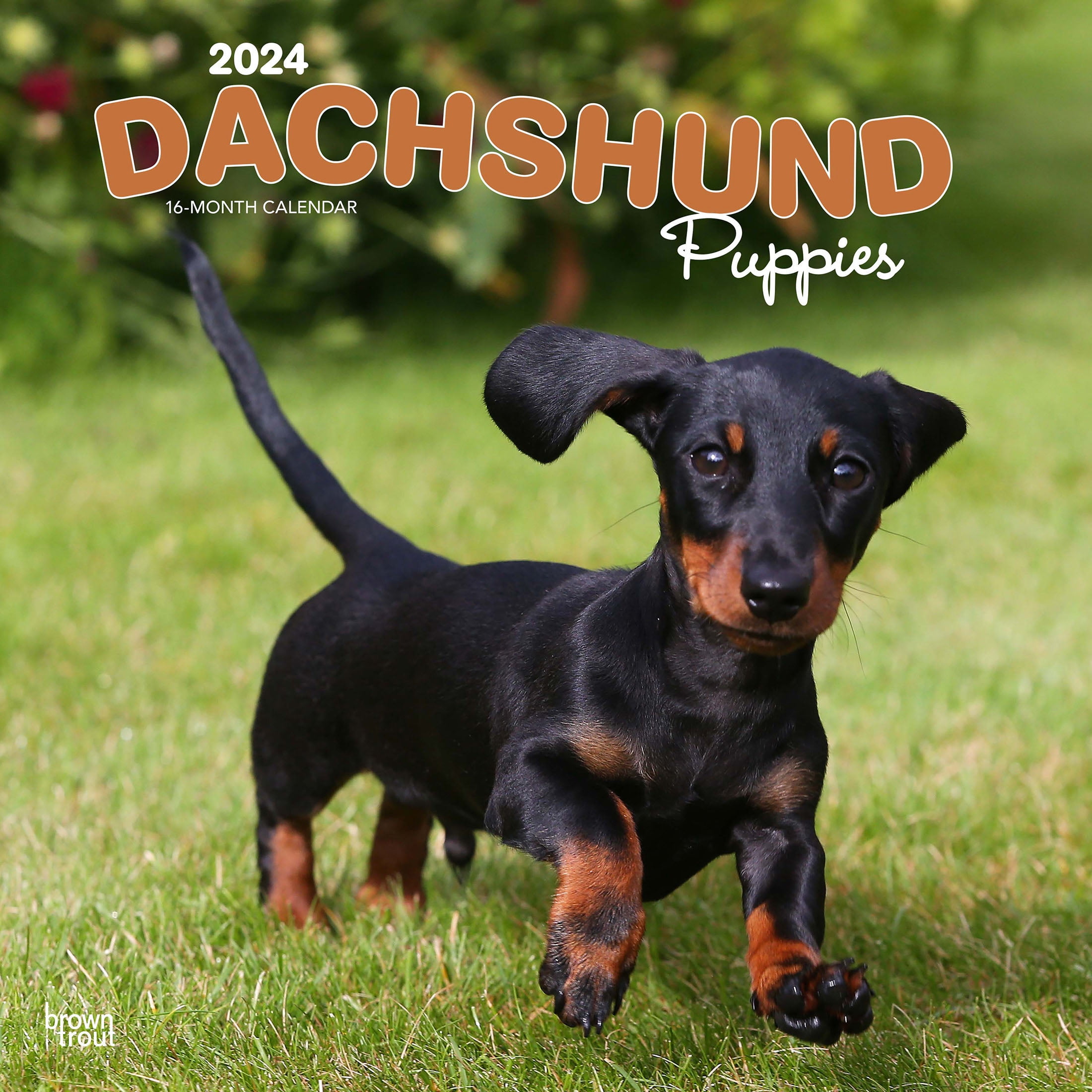"2024 Dachshund Puppies Dog | 12x24"" Hanging Wall Calendar by ...