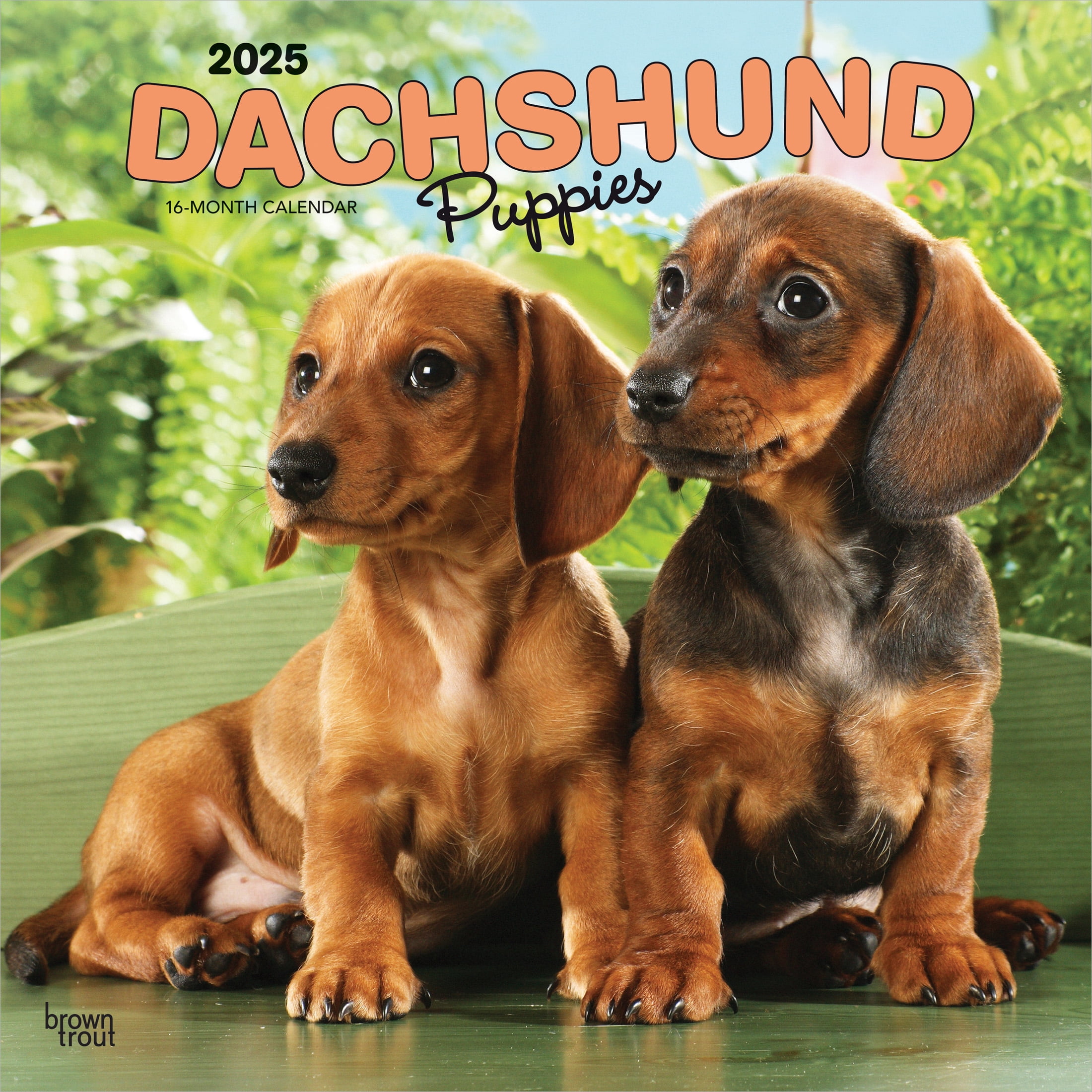 Dachshund Puppies | 2025 12x24" (Hanging) Square Wall Calendar ...
