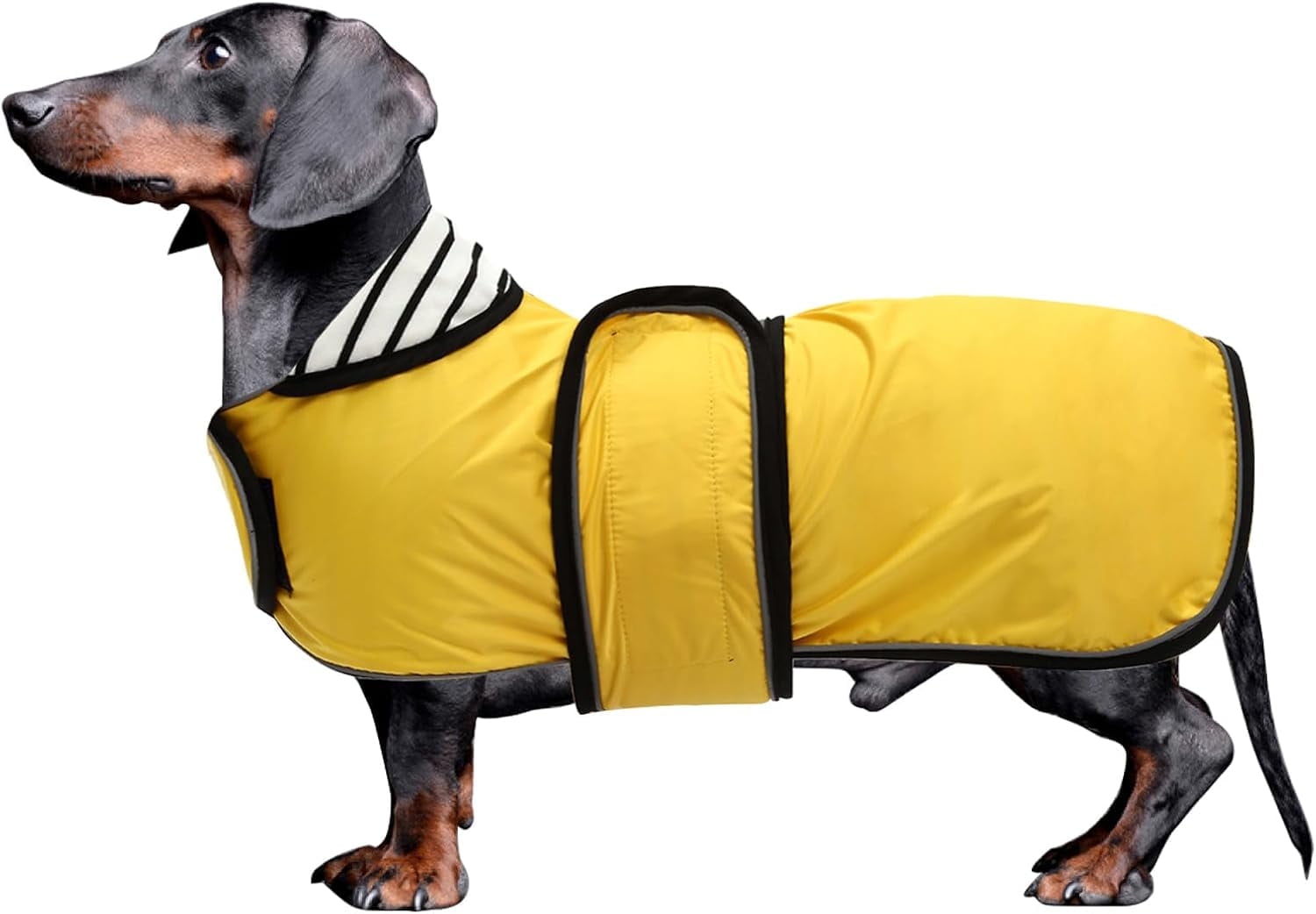 Dachshund Raincoat Waterproof, Perfect for Dachshund Sausage Weiner Long Back Breeds with ...