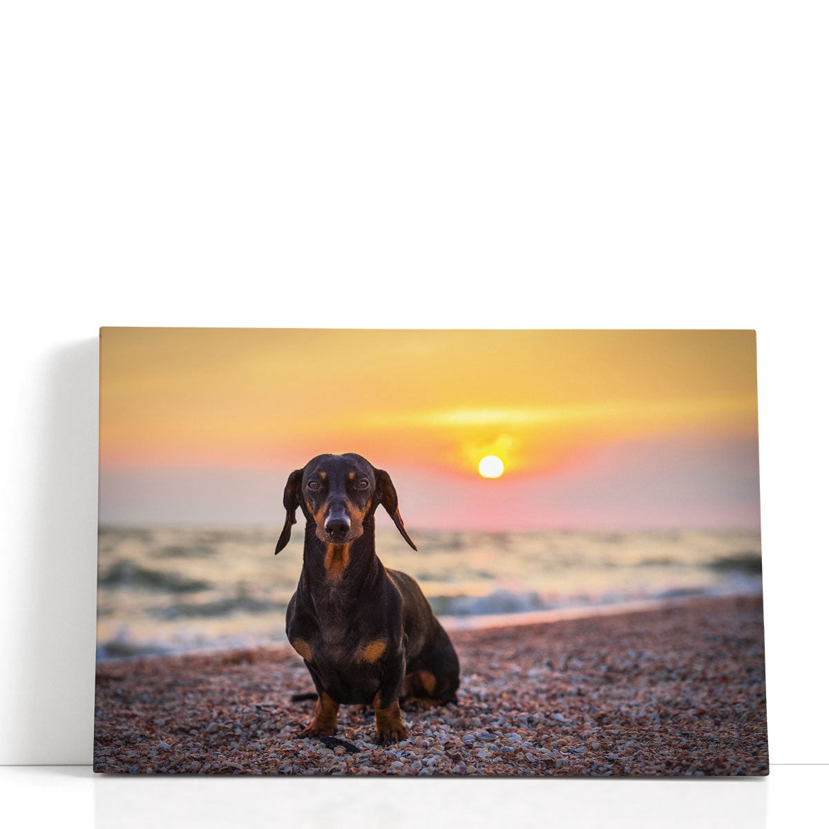 Dachshund on the Beach During Sunset - Wrapped Canvas Print Wall Art ...