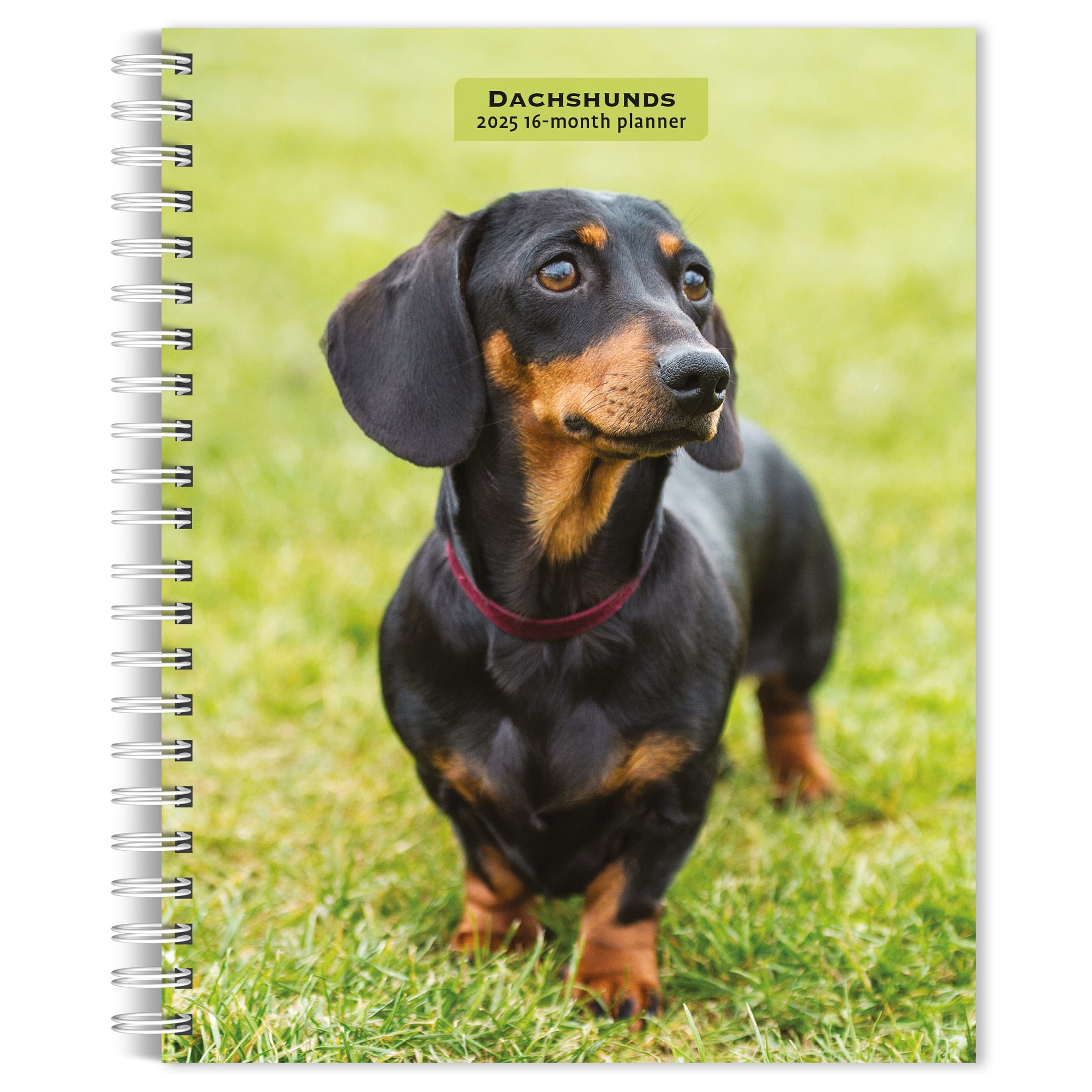 Dachshunds | 2025 6x7.75" Spiral-Bound Engagement Planner Calendar ...
