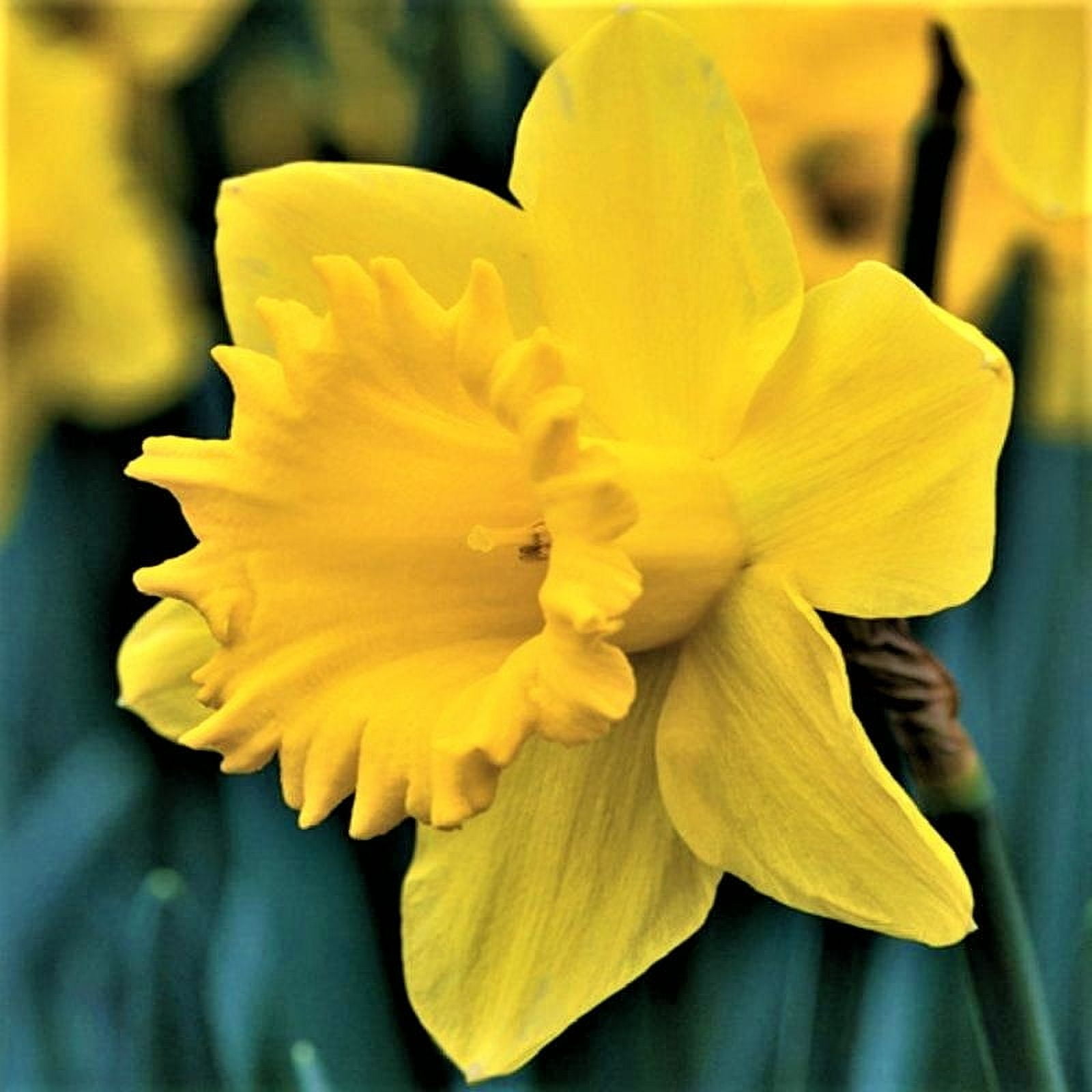 Daffodil, Bulb (20 Pack) Dutch Master, Yellow Perennial Daffodil Bulbs ...