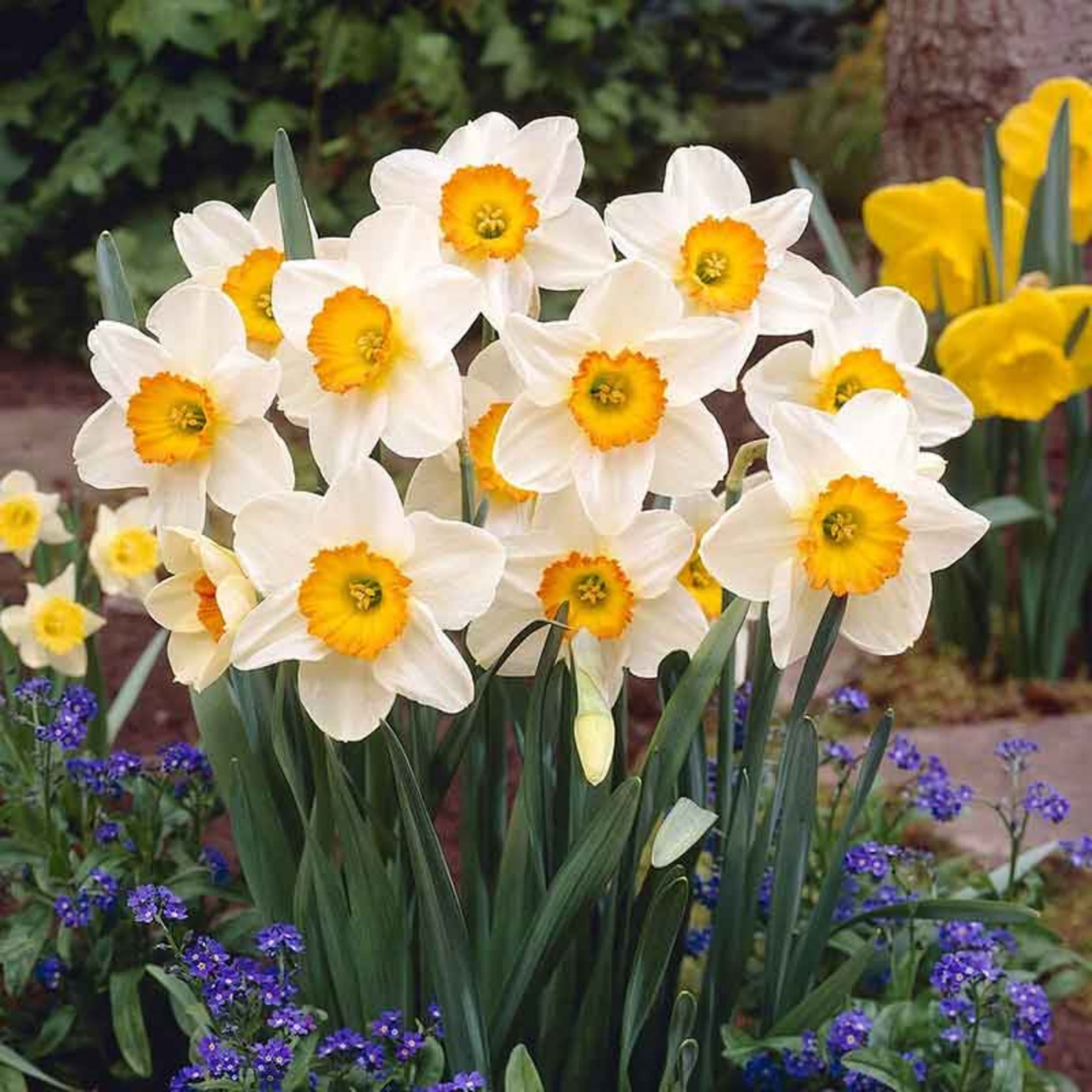 Daffodil Bulbs - Attracts Butterflies and Hummingbirds - Good as Cut ...