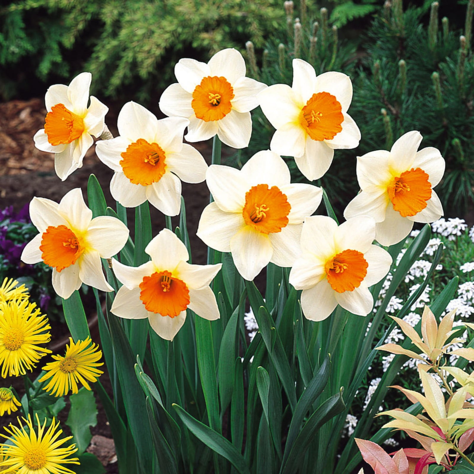 Daffodil Bulbs - Attracts Butterflies and Hummingbirds - Good as Cut ...