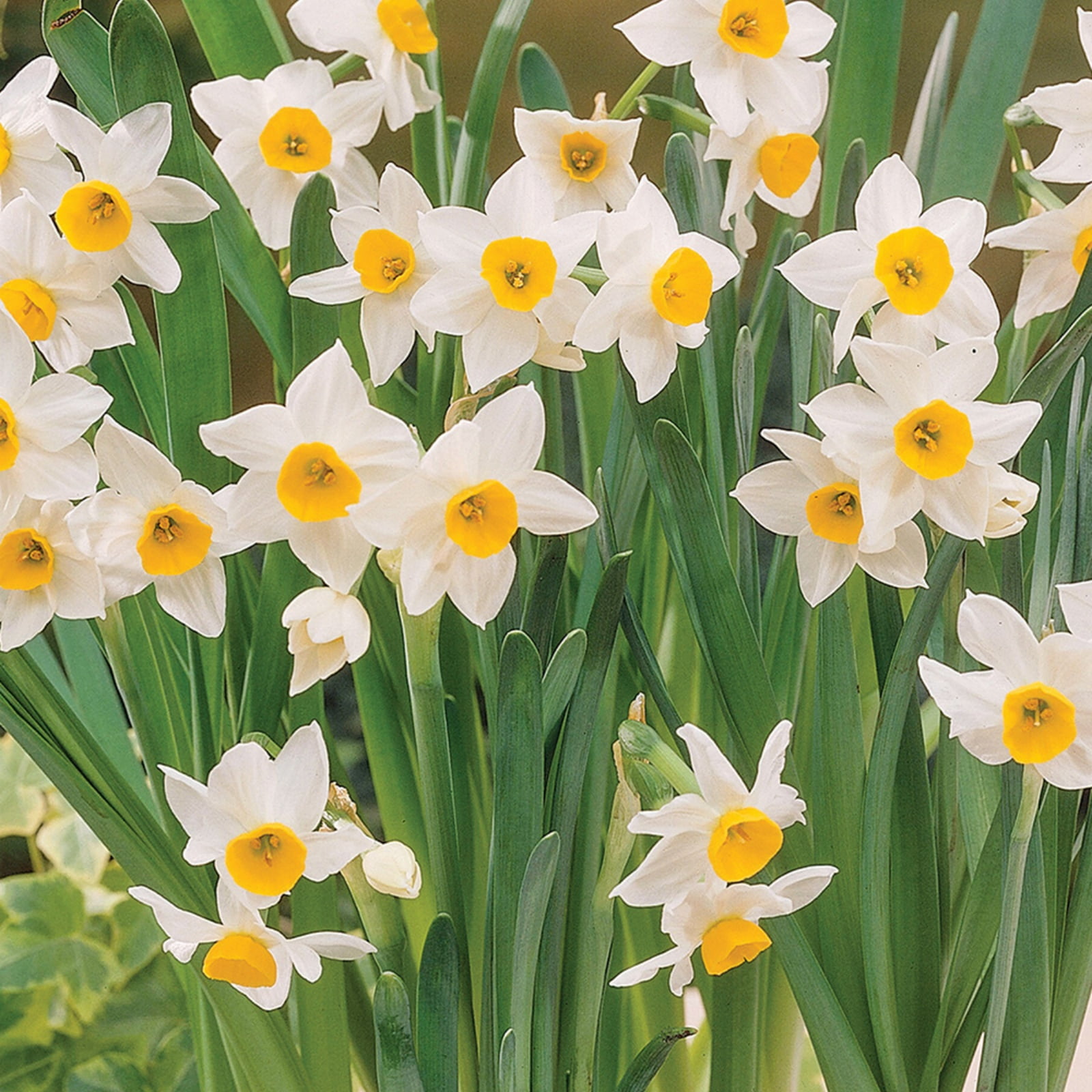 Daffodil Bulbs - Attracts Butterflies and Hummingbirds - Good as Cut ...