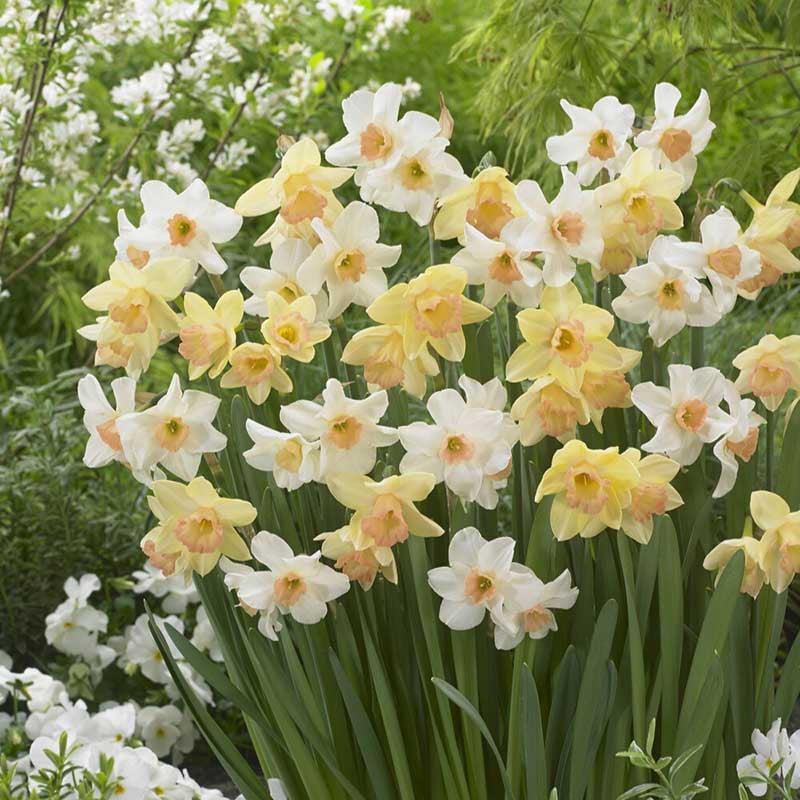 Daffodil Bulbs - Blushing Lady & Bell Song Mix - 100 Bulbs - Mixed ...