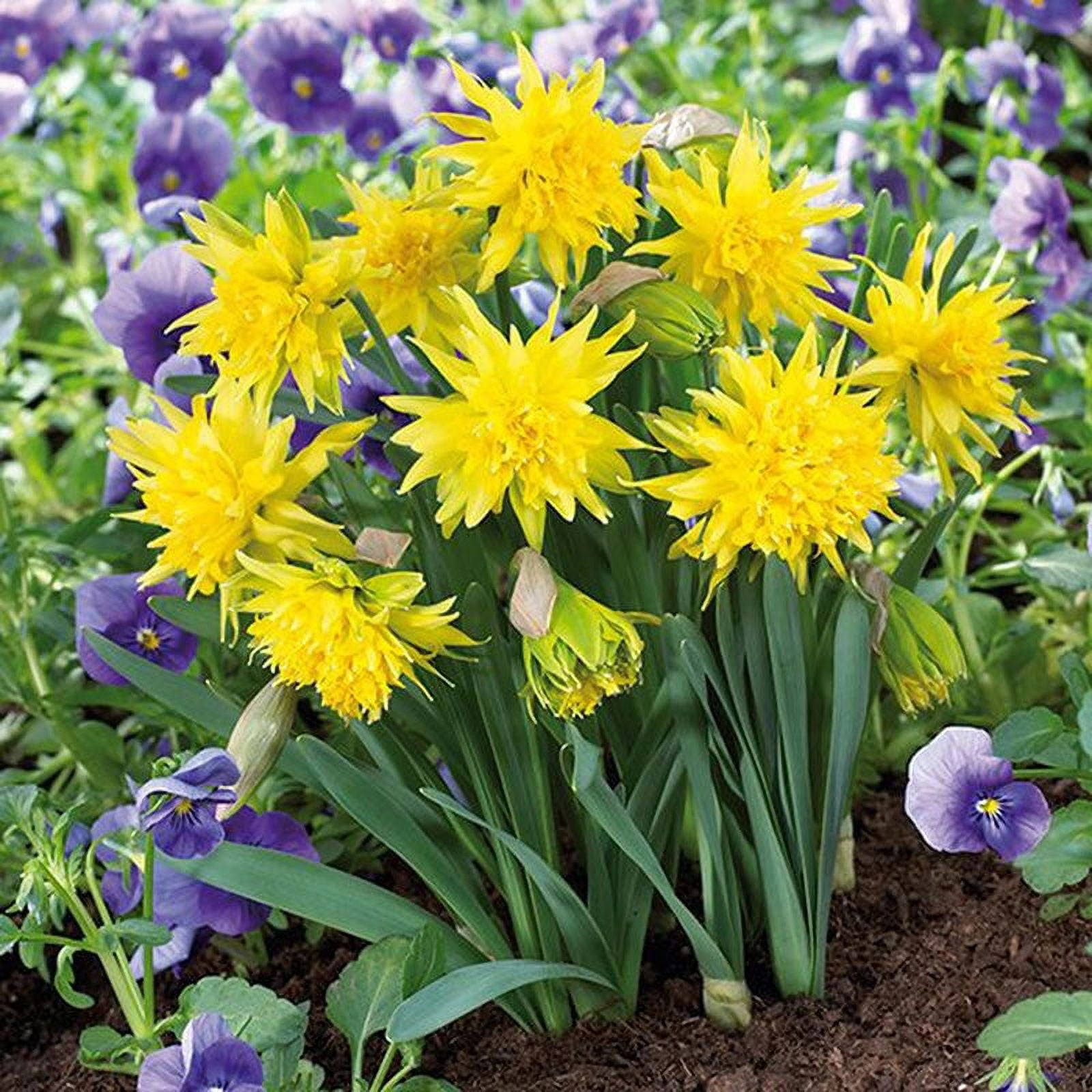 Daffodil Bulbs (Double) - Rip Van Winkle - 100 Bulbs - Yellow Flower ...