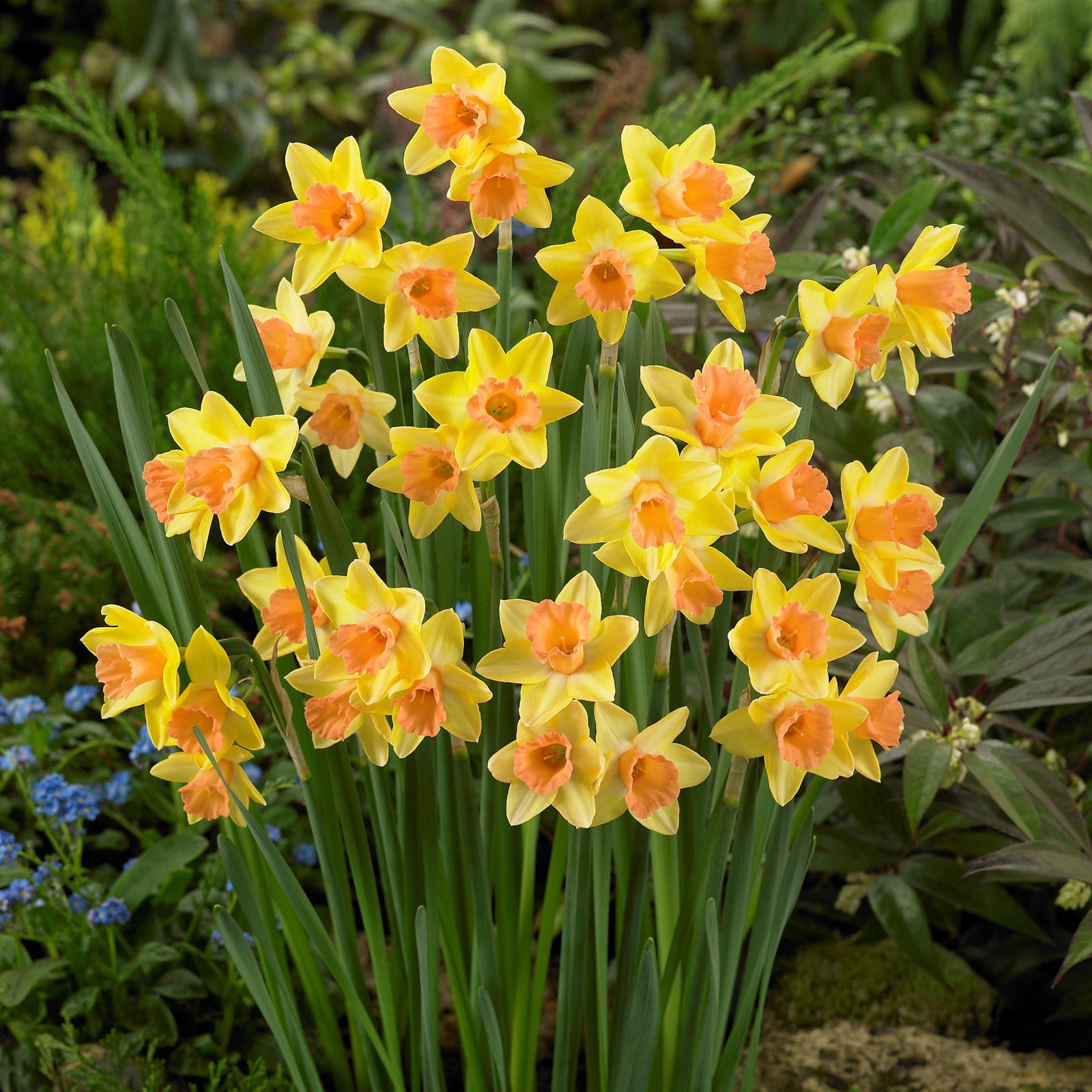 Daffodil Bulbs, Enjoy Their Aroma Indoors.Your Enjoyment All Year Round ...