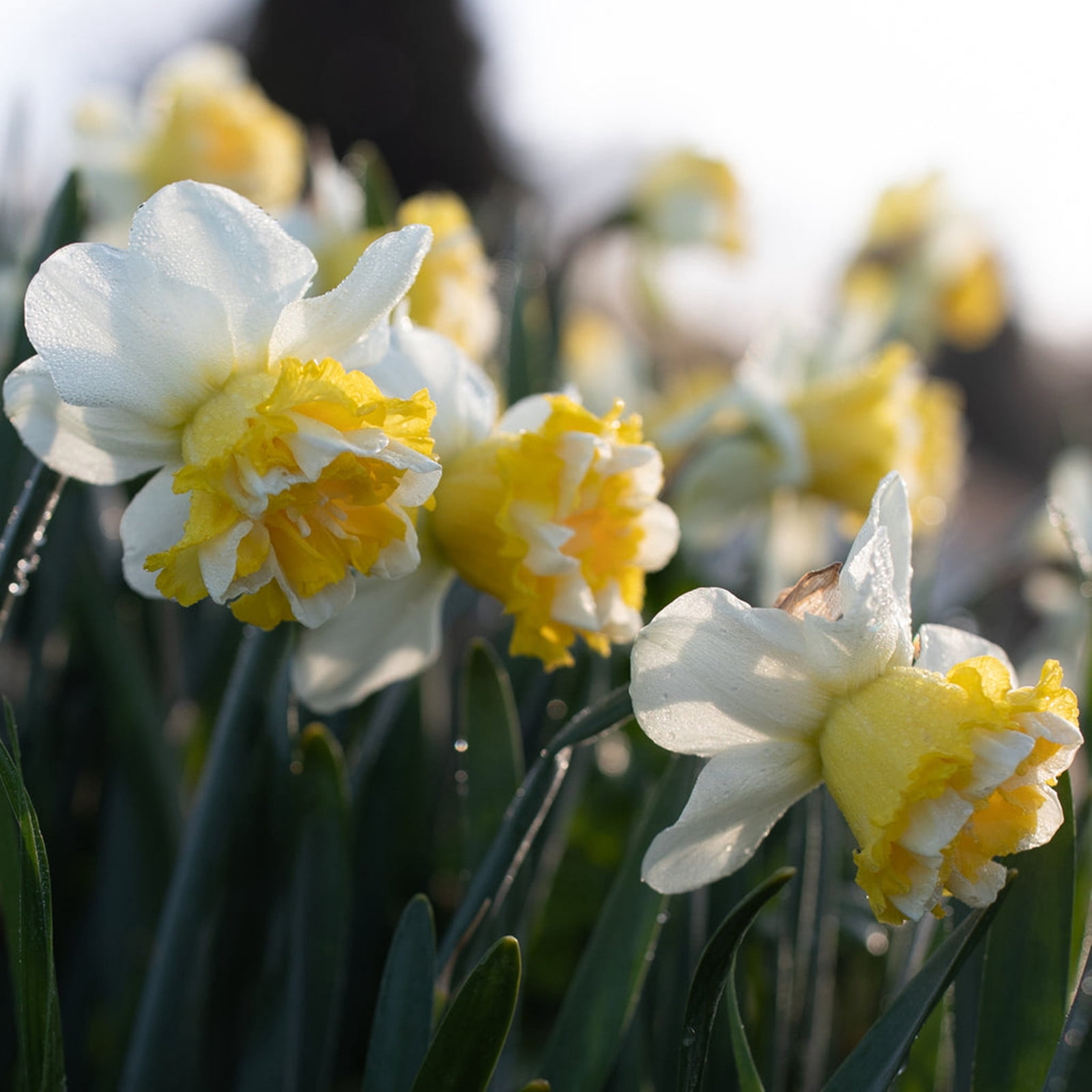 Daffodil Bulbs, Enjoy Their Aroma Indoors.Your Enjoyment All Year Round ...