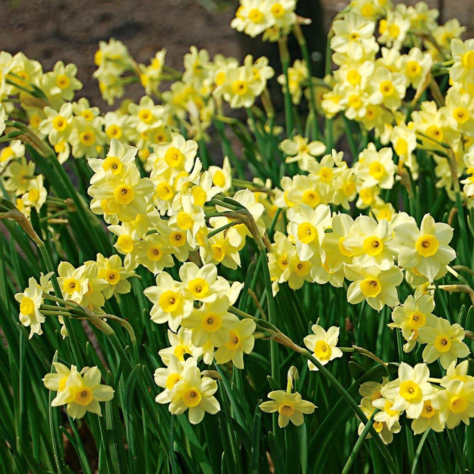 Daffodil Bulbs, Enjoy Their Aroma Indoors.Your Enjoyment All Year Round ...