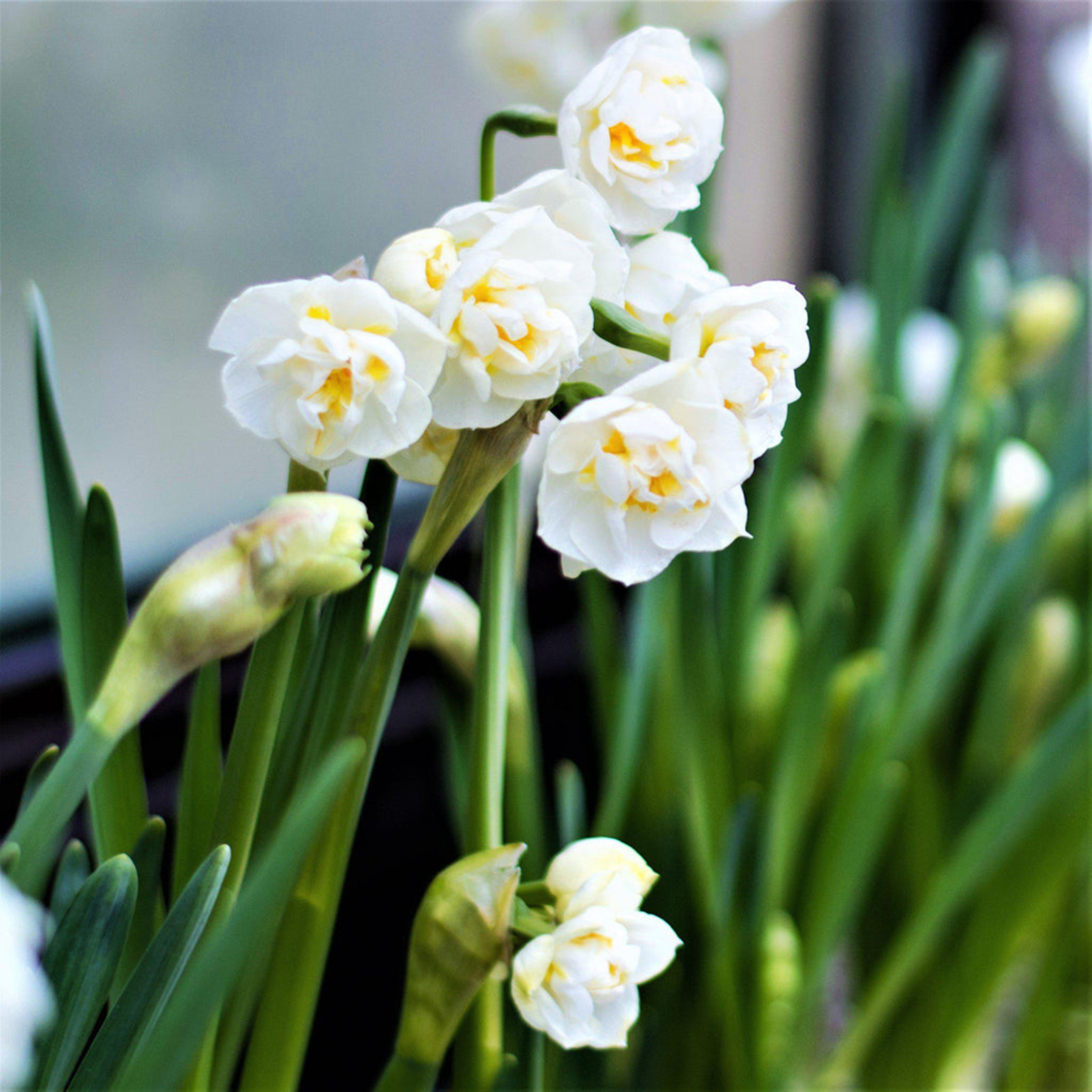 Daffodil Bulbs, Enjoyment All Year Round, Narcissus Are Ideal For ...