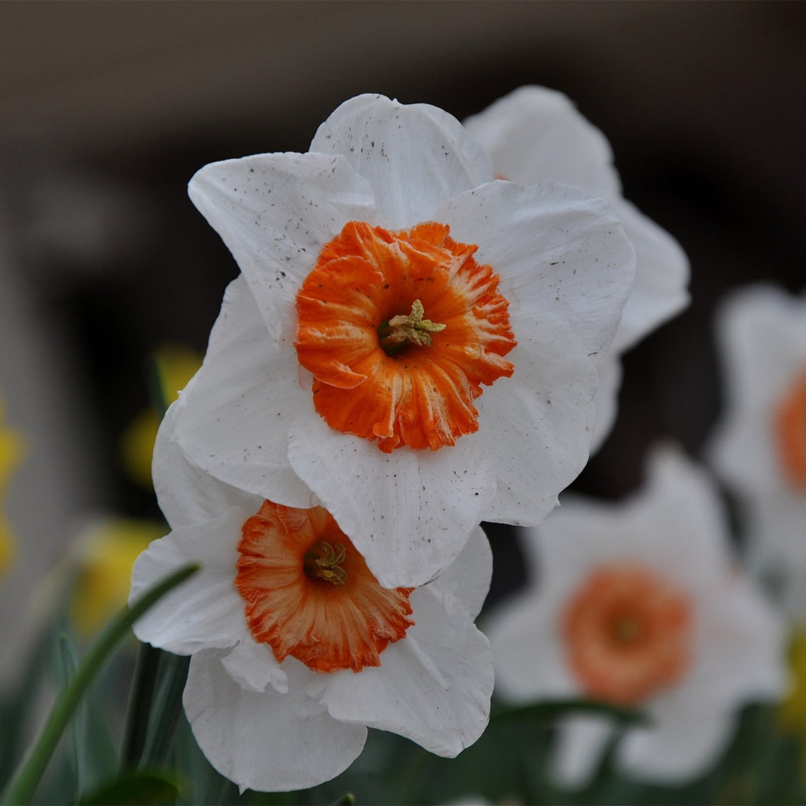 Daffodil Bulbs, Enjoyment All Year Round, Narcissus Are Ideal For ...