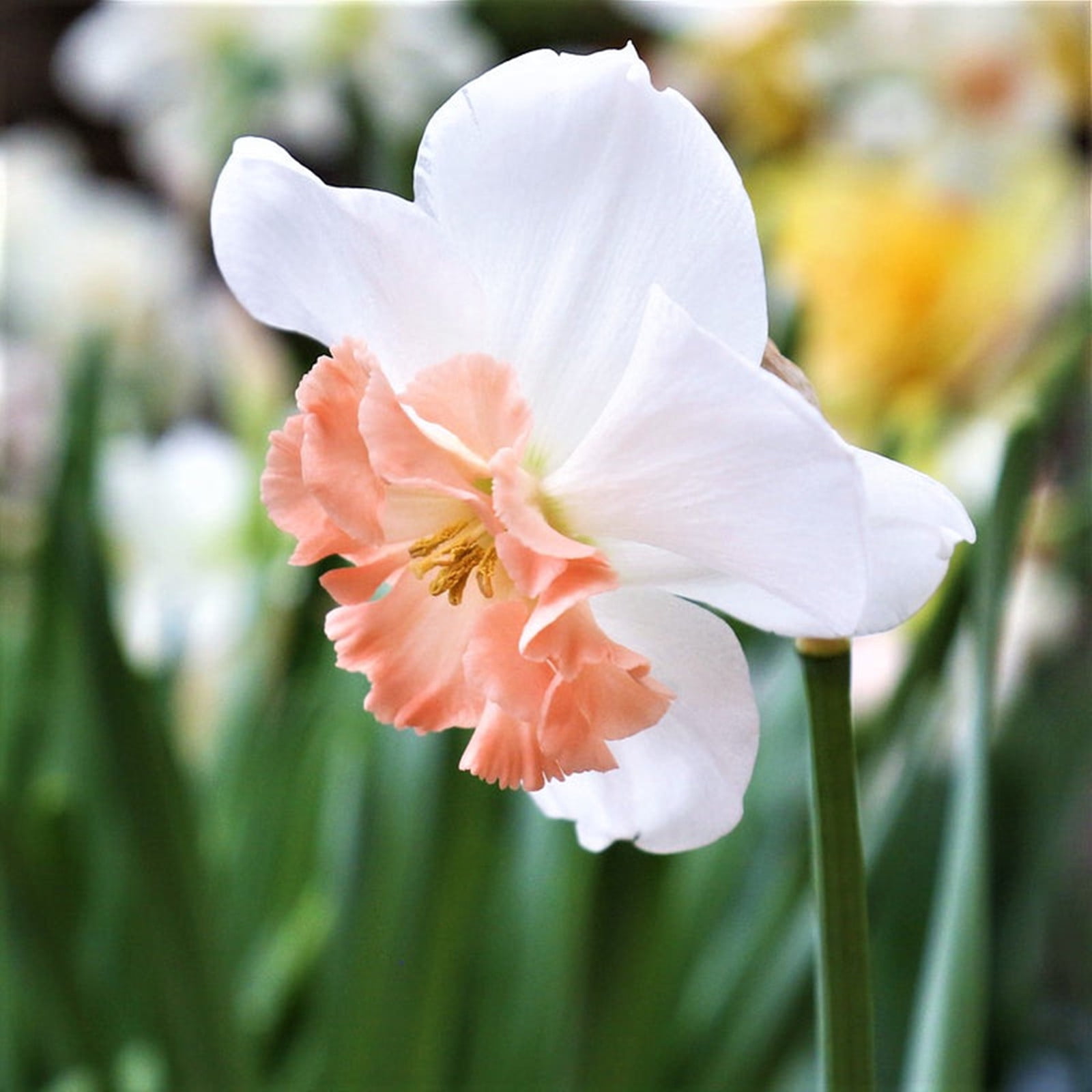 Daffodil Bulbs, Enjoyment All Year Round, Narcissus Are Ideal For ...