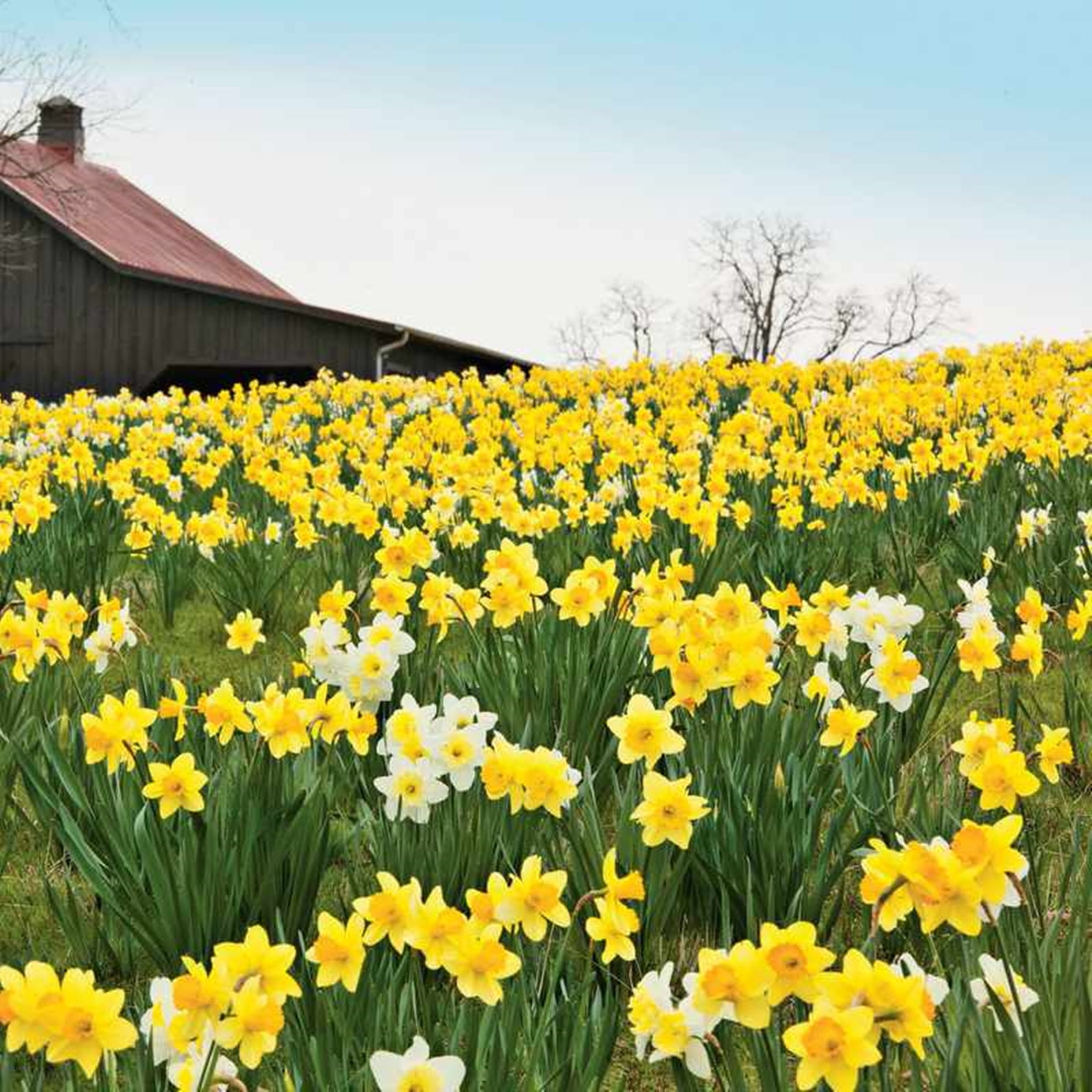 Daffodil Bulbs, Enjoyment All Year Round, Narcissus Are Ideal For ...