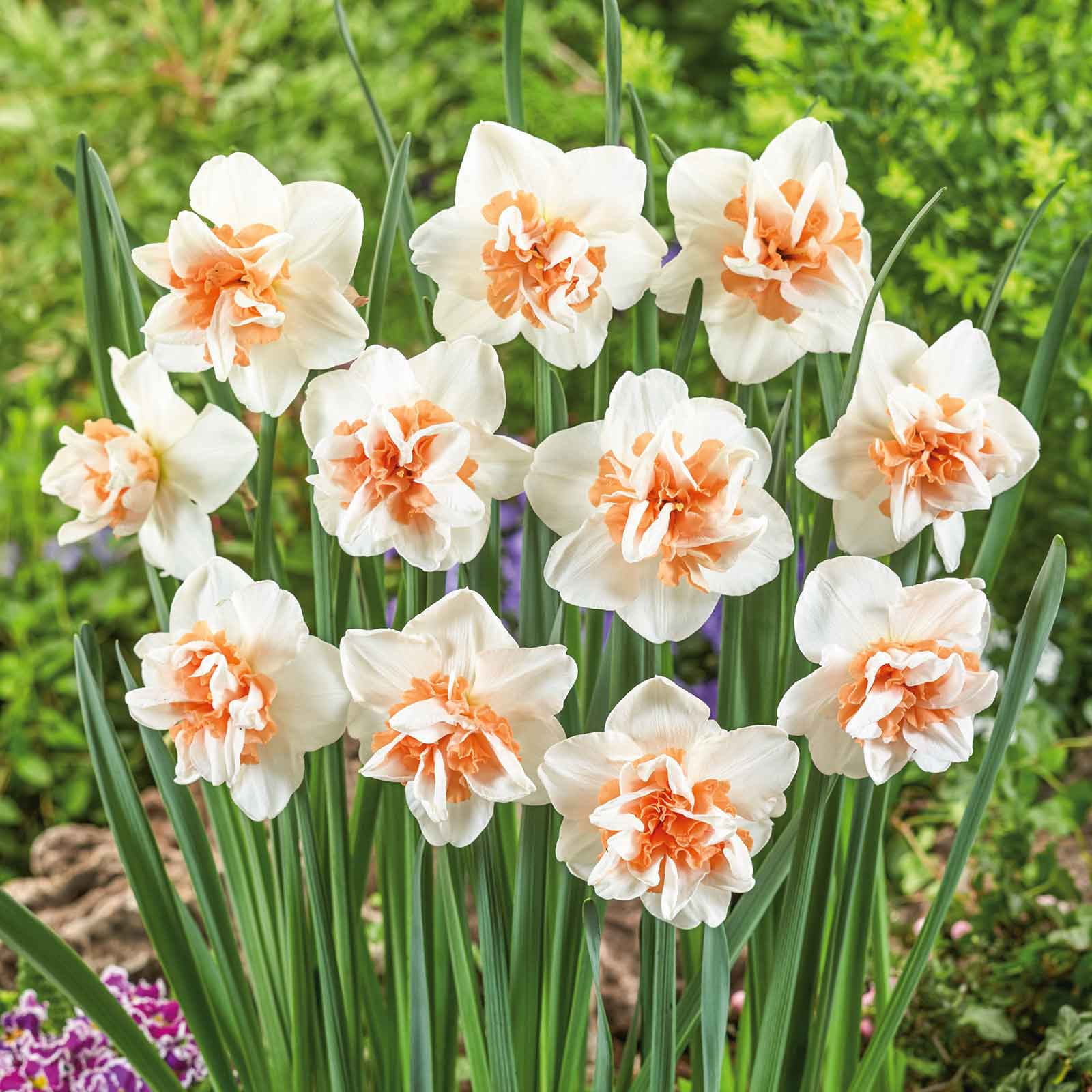 Daffodil Bulbs - Extravaganza - 50 Bulbs - Orange Flower Bulbs, Bulb ...