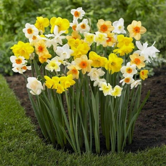 Daffodil Bulbs Near Me: Plant Spring Flowers | Walmart - Walmart.com