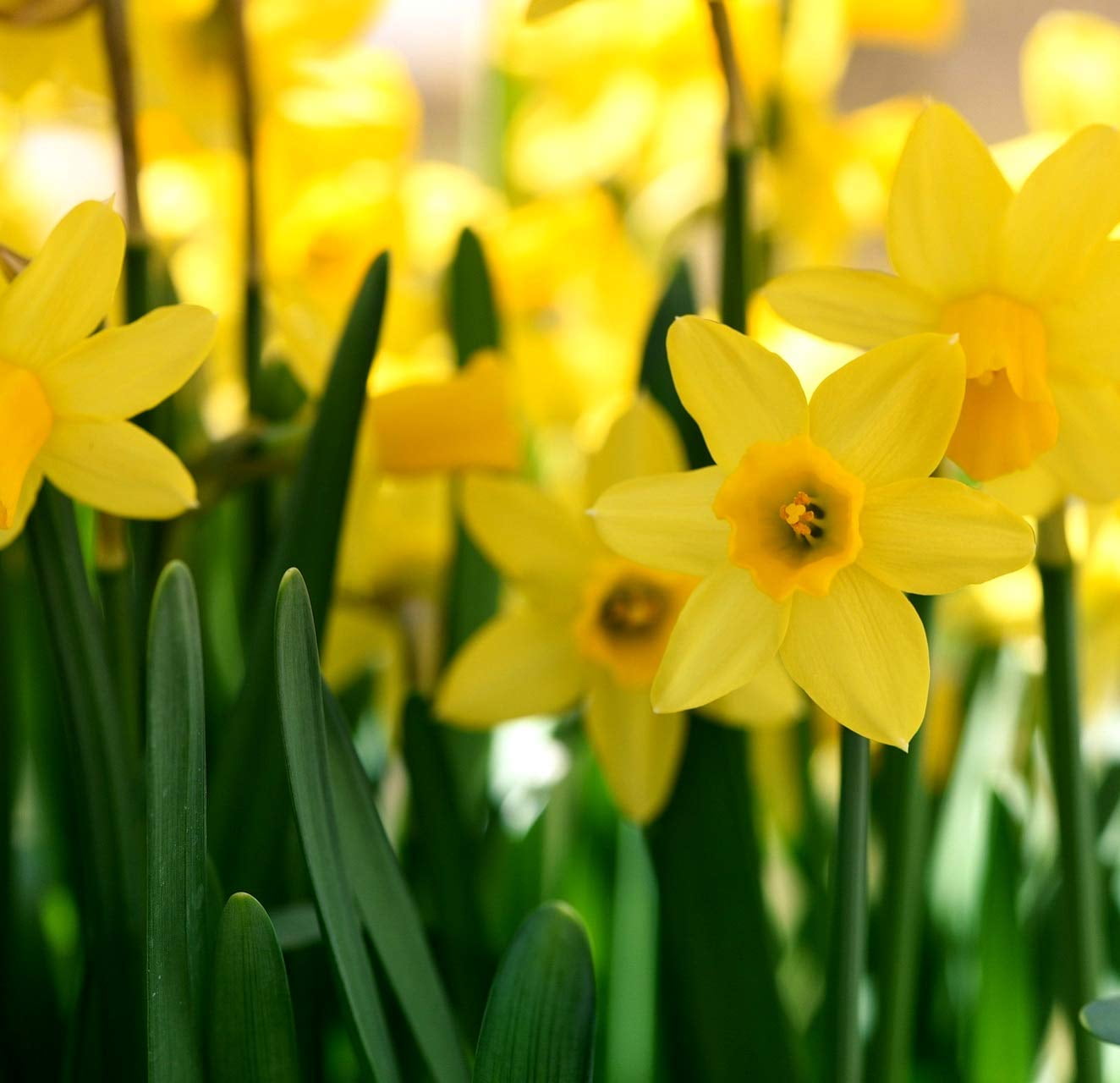 Daffodil Bulbs for Planting 25 Spring Fall Wild Yellow Daffodil Flower ...