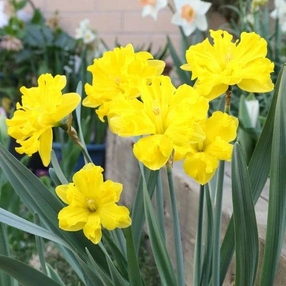 Daffodil-Bulbs-for Planting Now US - Garden Elegance Decoration ...