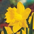 Spring Planting Large Daffodil Bulbs - Pack of 25 Vibrant Flower Bulbs ...