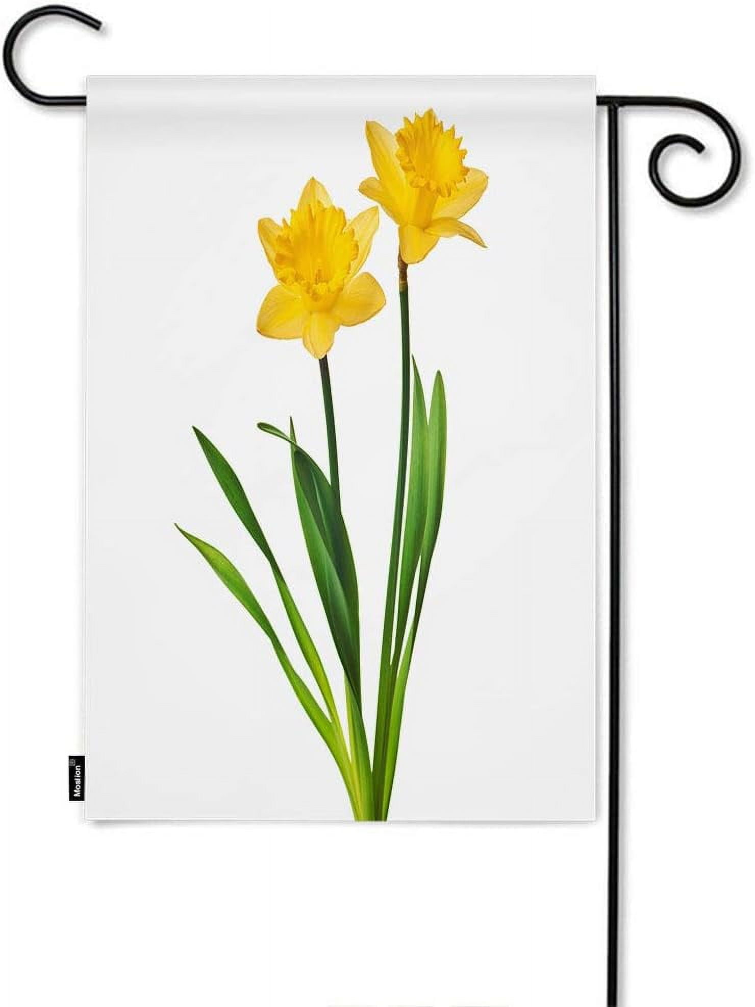 Daffodil Garden Flag Nature Botanical Narcissus Flower Blossom with ...
