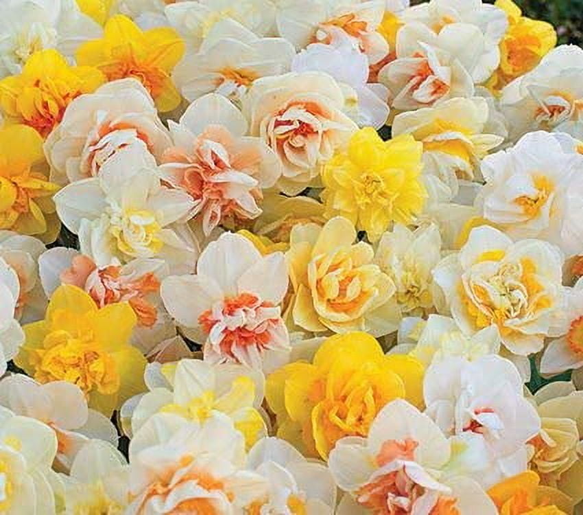Narcissus Daffodil Double Mix, 10 Top Size Bulbs (14/16 cm), Ideal for ...