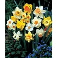 Daffodil Narcissus Mix 60 Days of Daffodils 50 Bulbs - Walmart.com