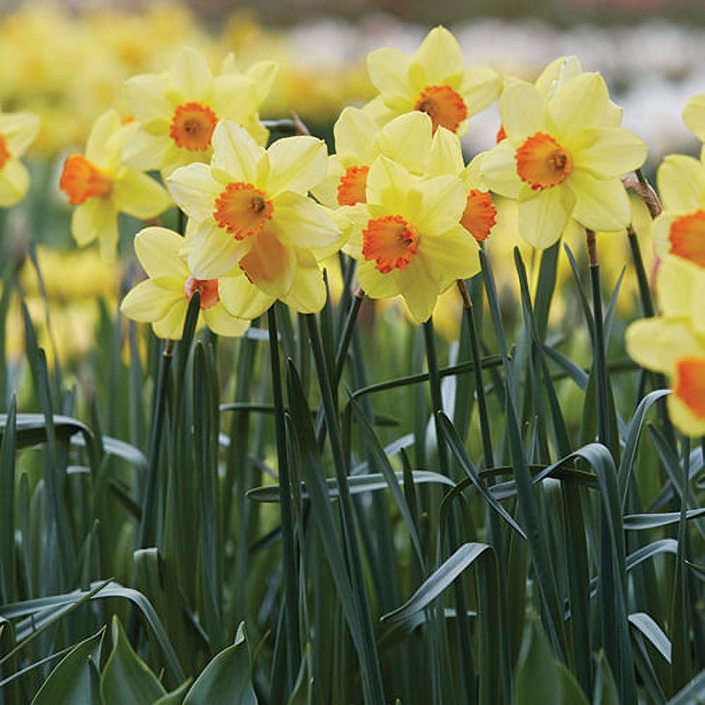 Red Daffodils Flowers
