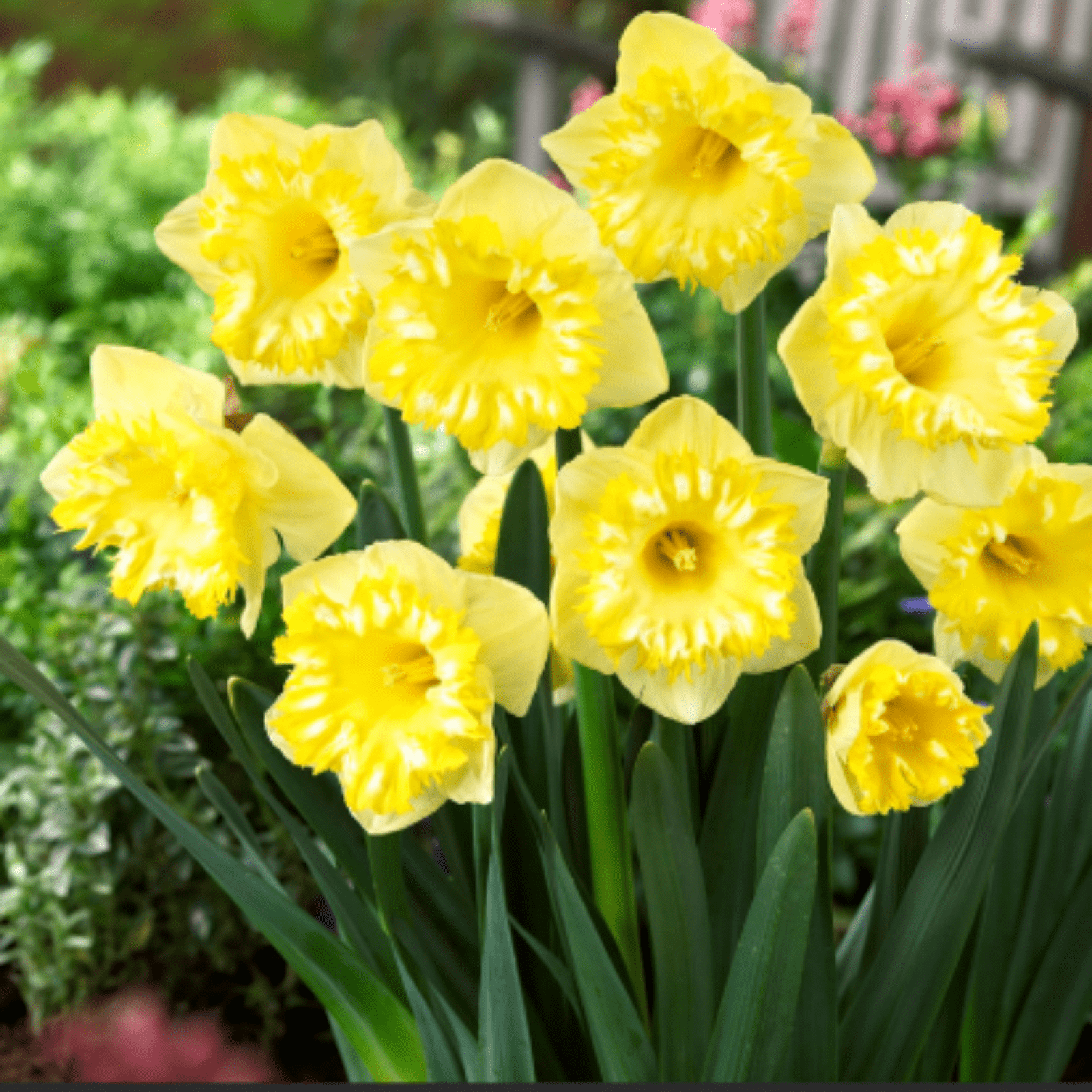 Daffodil for Planting Decoration your garden Pots to Grow Indoor Or ...