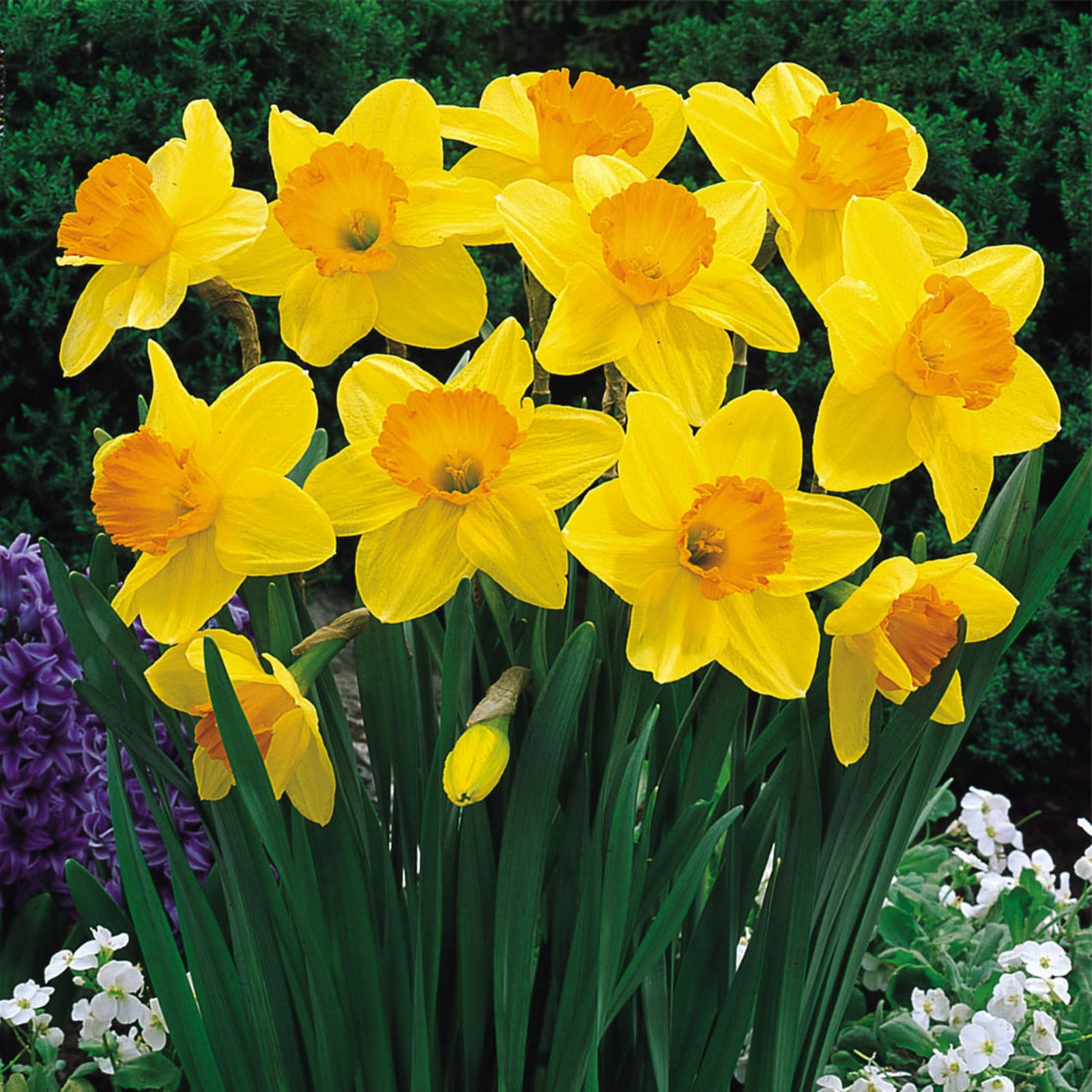 Daffodil for Planting Decoration your garden Pots to Grow Indoor Or ...