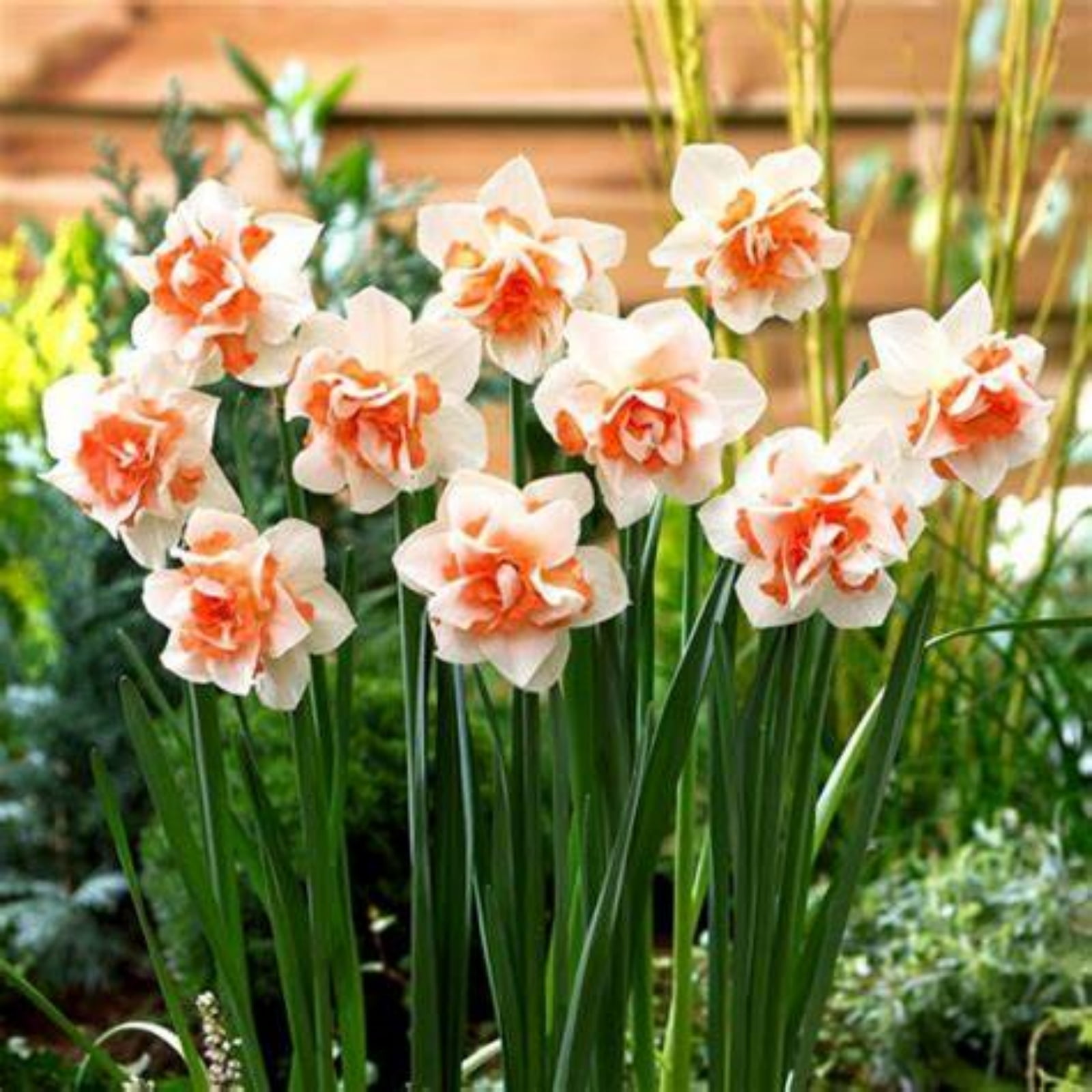 Daffodil for Planting Decoration your garden Pots to Grow Indoor Or ...