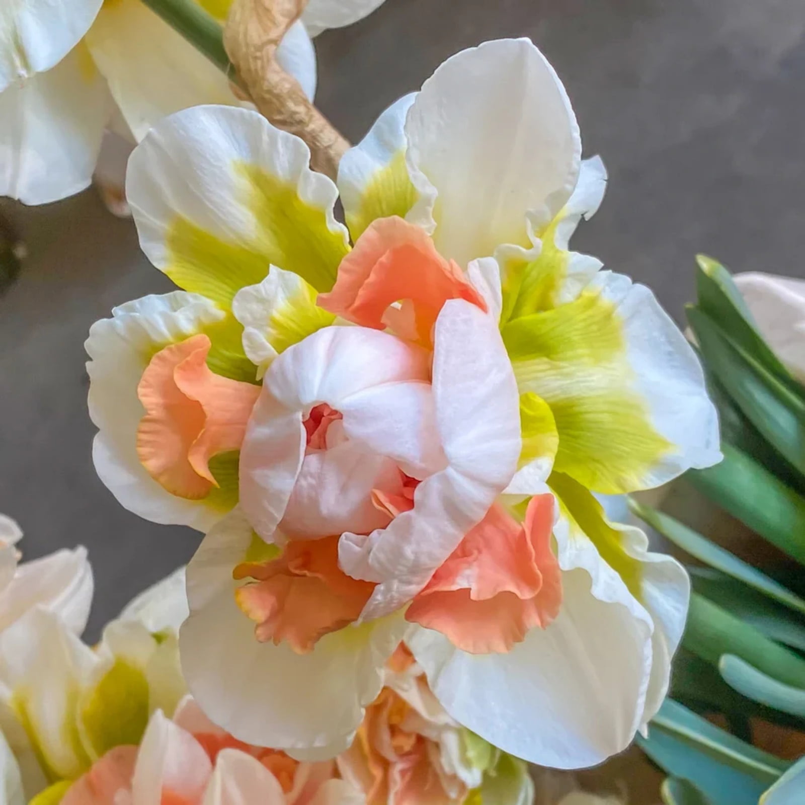 Daffodils For Sale- Grow Simple -Iridescent-Elephant Ear Potting Mix ...