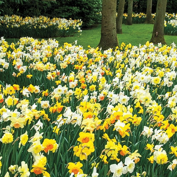 Daffodil Bulbs in Plant Bulbs - Walmart.com