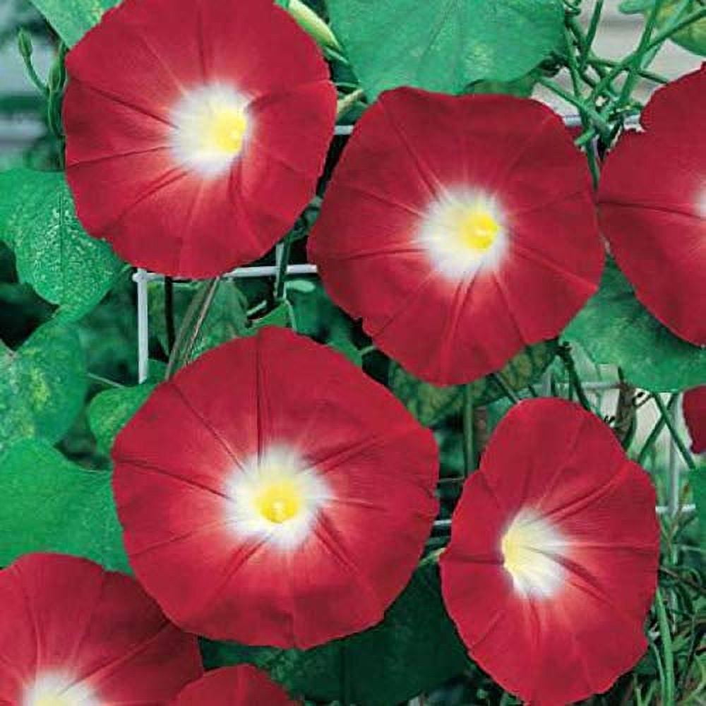Red Morning Glory Seeds
