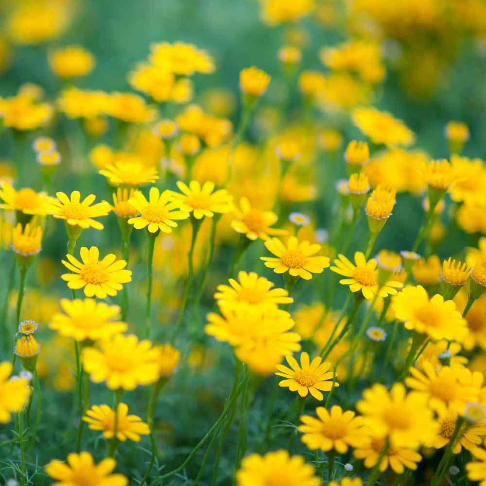 Dahlberg Daisy Seeds - Thymophylla Tenuiloba Ground Cover Seed - 10000 ...